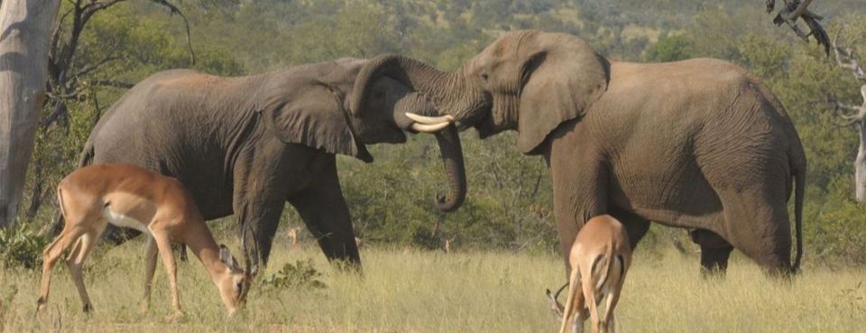 The Earth Organization